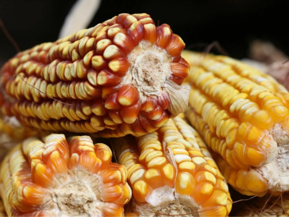 10 Health Benefits Of Corn