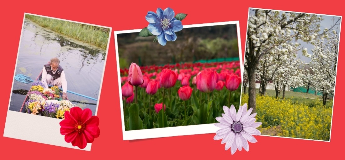 Valley of Flowers Trek: Best Time to Visit, Distance & Travel Guide
